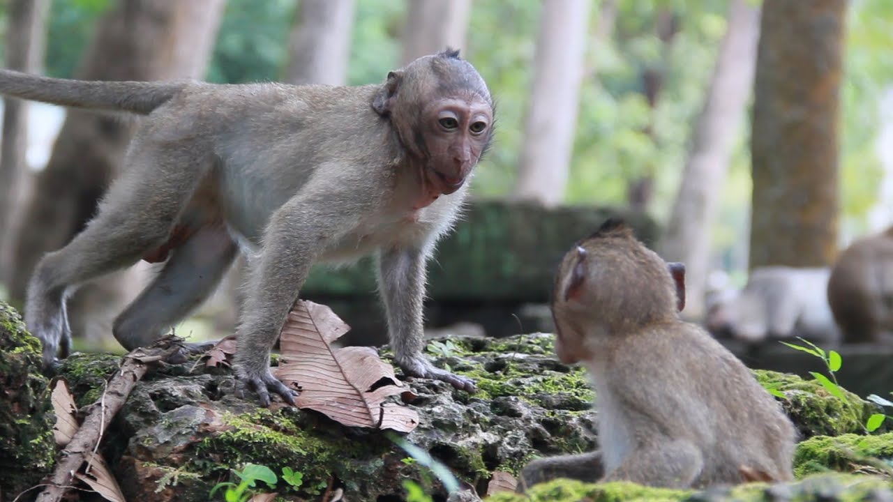 The Young Baby Monkey Was Beaten And Threatening, Nature Daily - YouTube