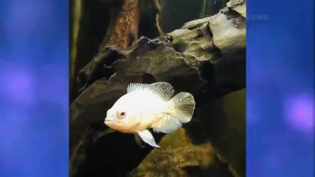 PetSolutions: Lemon Yellow Oscar South American Cichlid. - YouTube