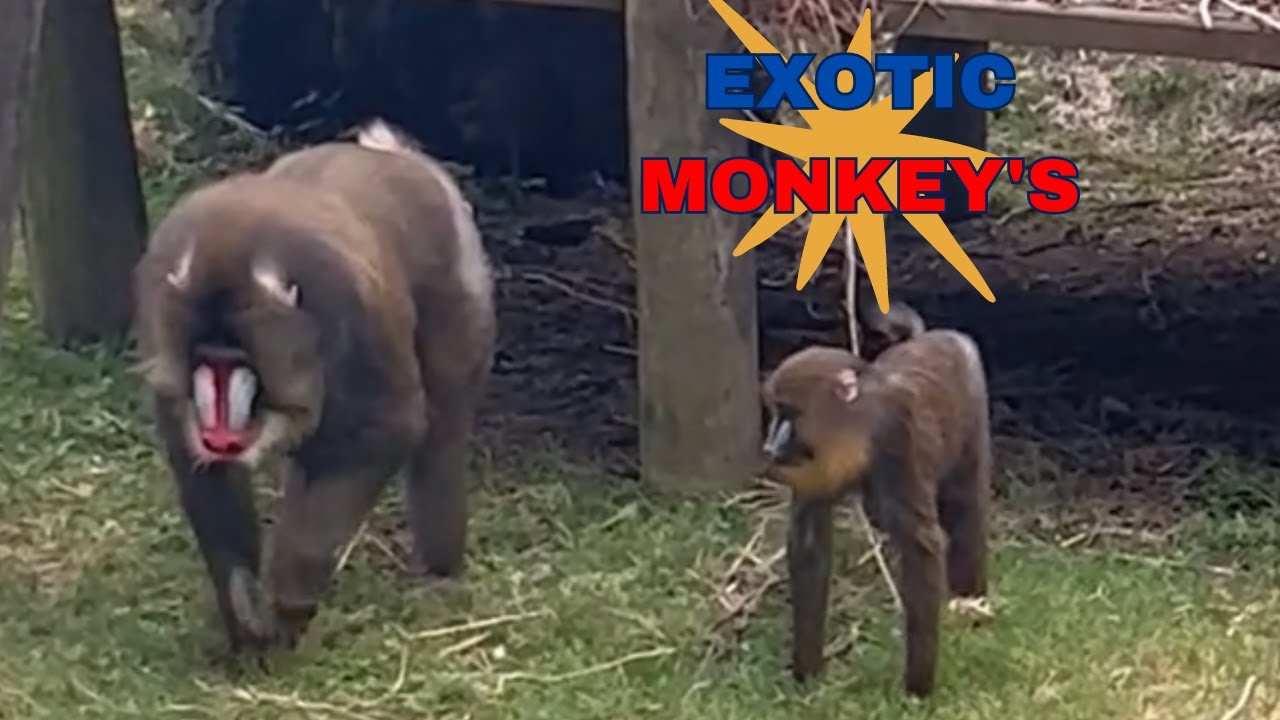 Escape into the World of Exotic Monkeys - YouTube