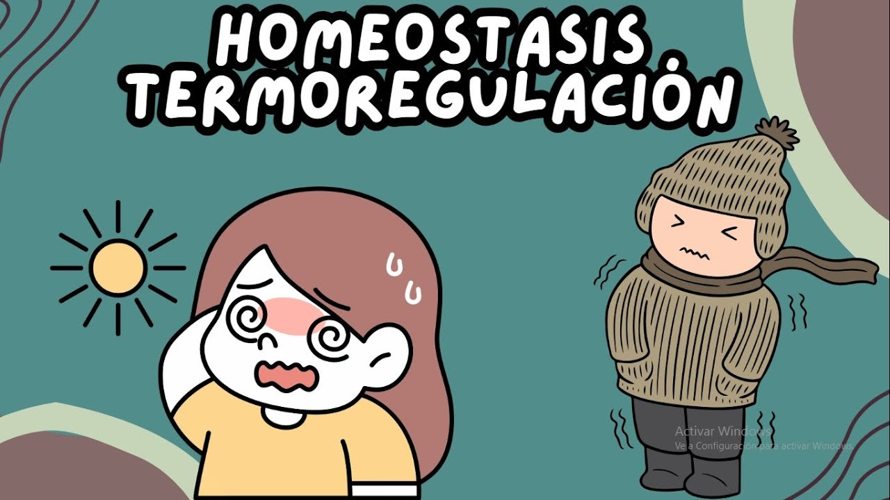 ¿Cómo se regula la temperatura corporal? Homeostasis Termorregulación ...