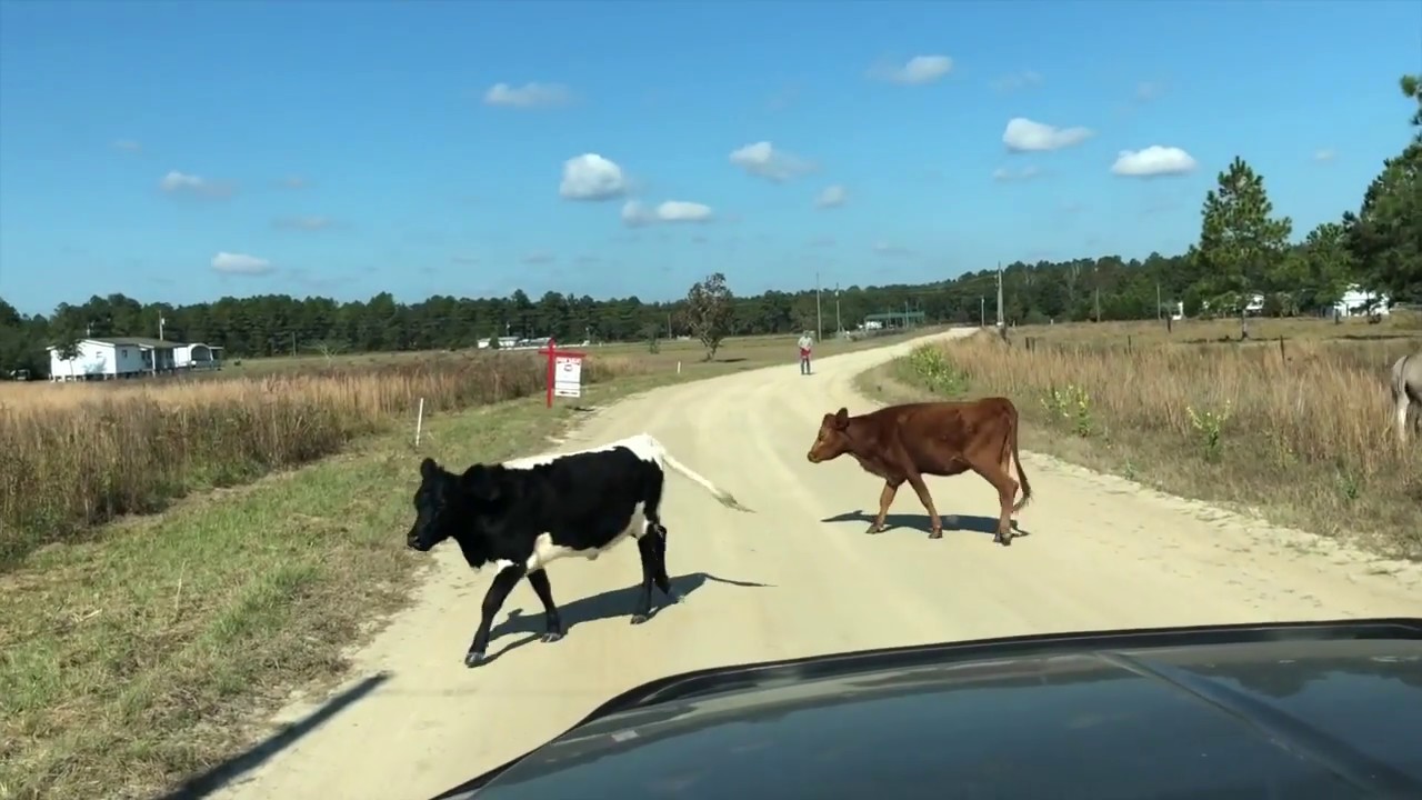 The Great Cattle Escape - YouTube
