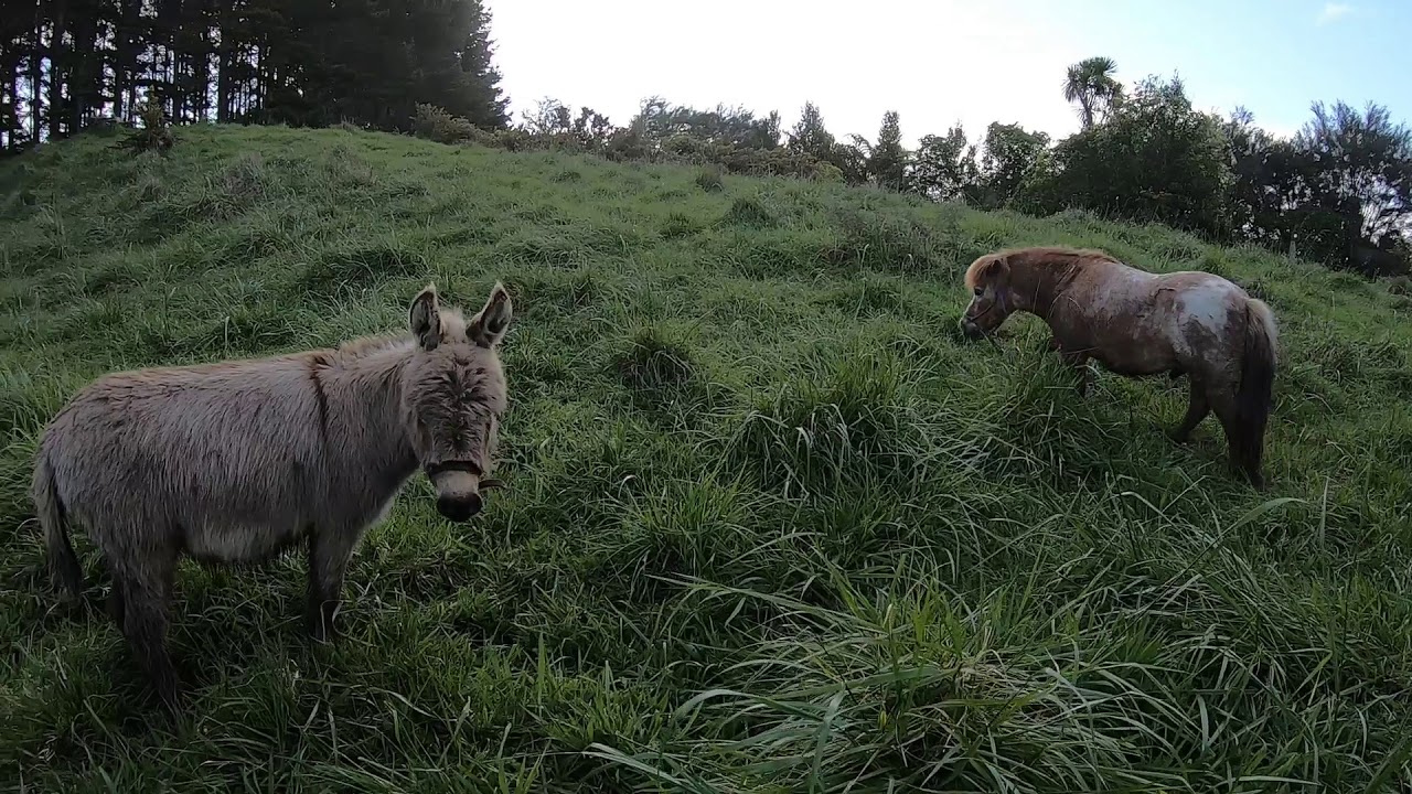 Happy forest creatures - YouTube