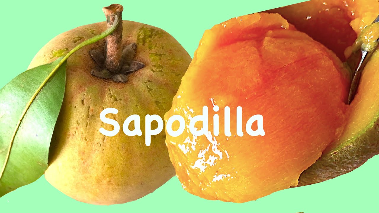 How to eat a Sapodilla | Chico fruit | Sapote | Ciku | Hồng xiêm - YouTube