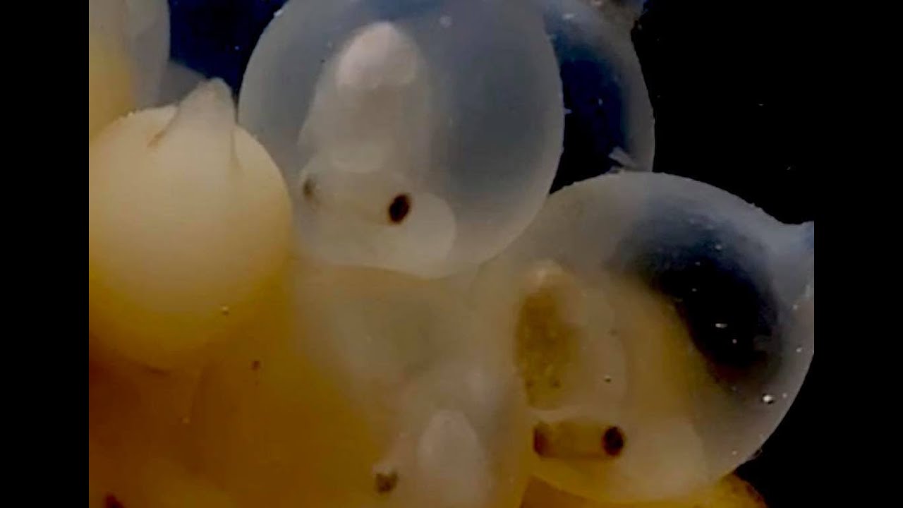 Cuttlefish Started Changing their Colour inside the Egg - YouTube