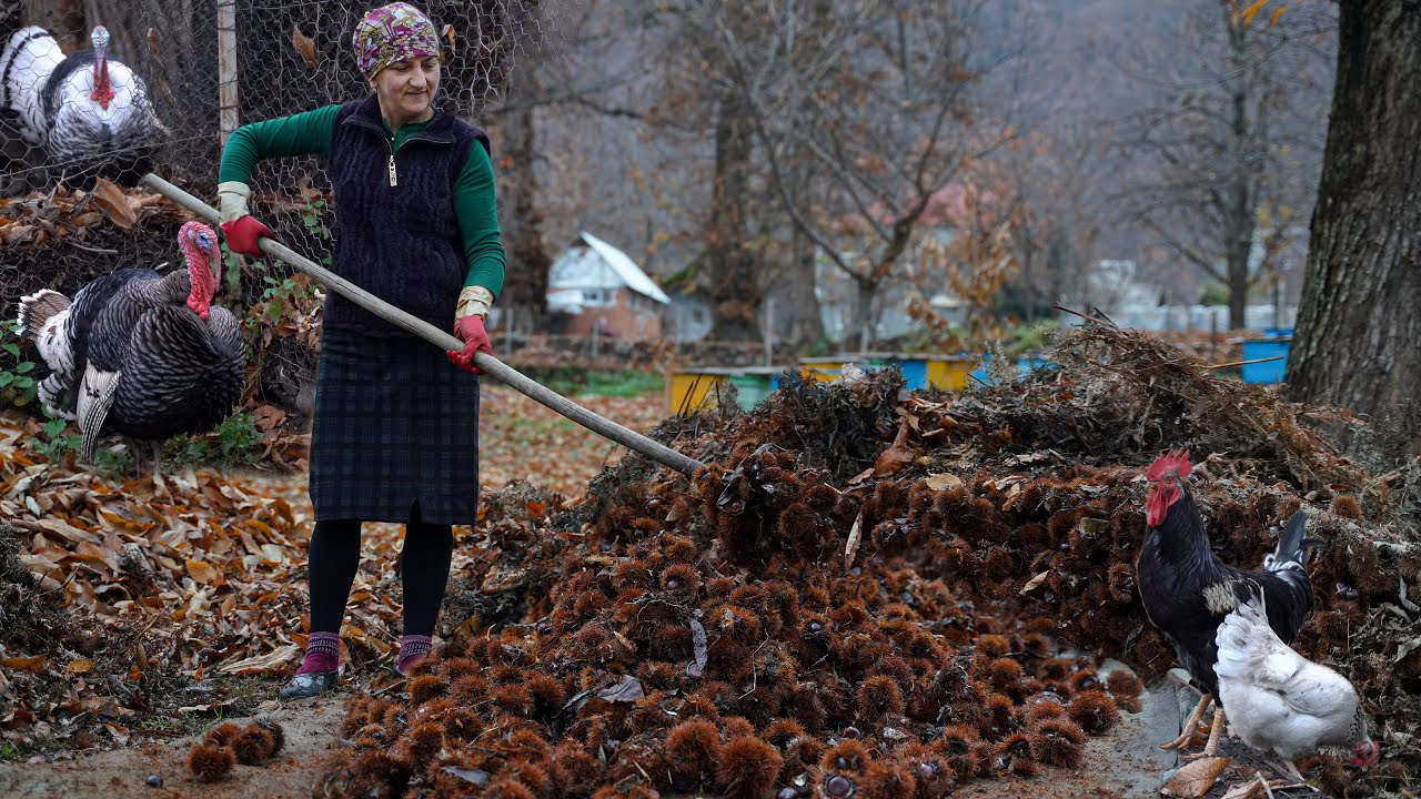You will love this delicious recipe! - chicken with chestnuts recipe ...