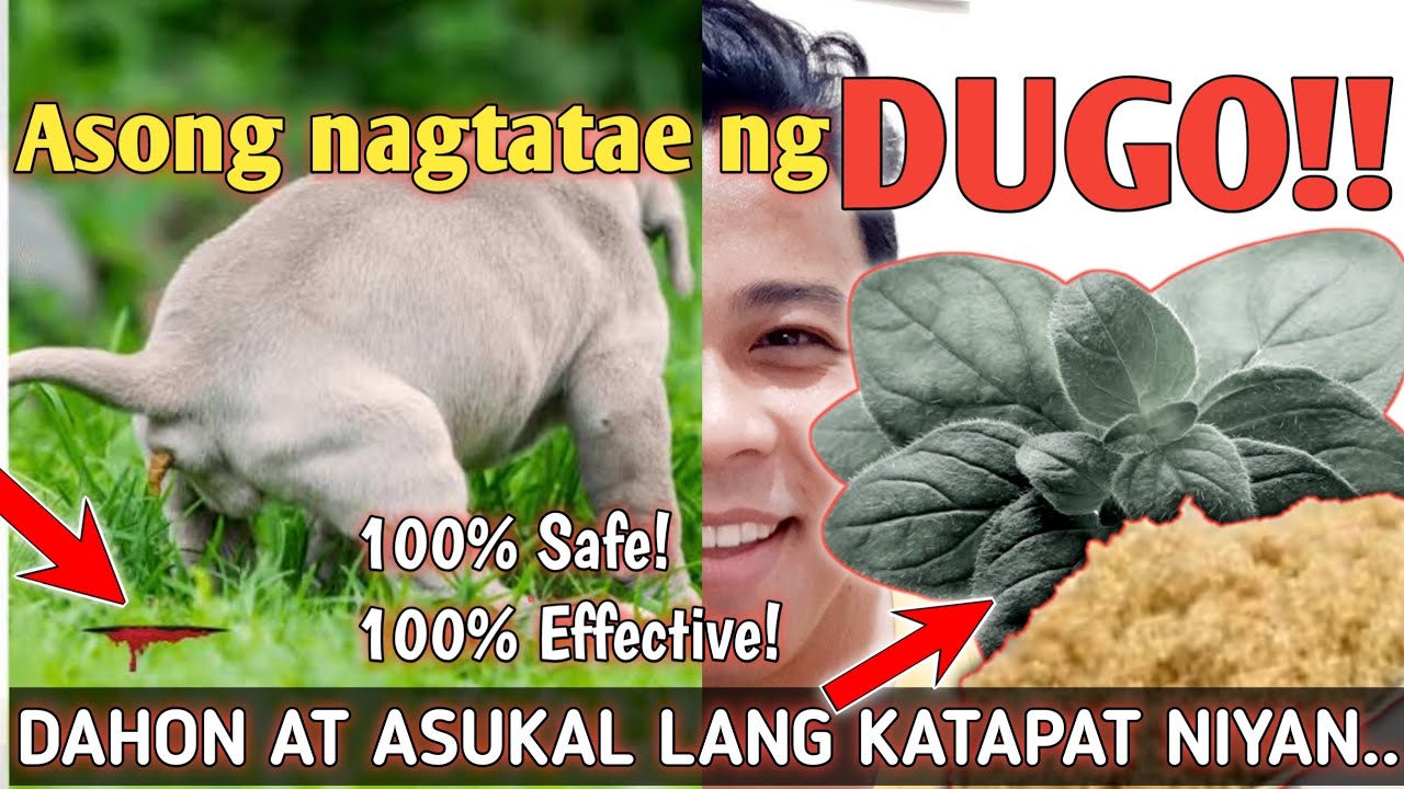 PINAKAMABISANG GAMOT SA ASONG NAGDUDUMI NG DUGO | 100% SAFE AND ...
