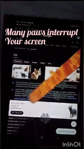 cover your screen with cats paw print and wash it away🫠Have fun💞😸 - YouTube