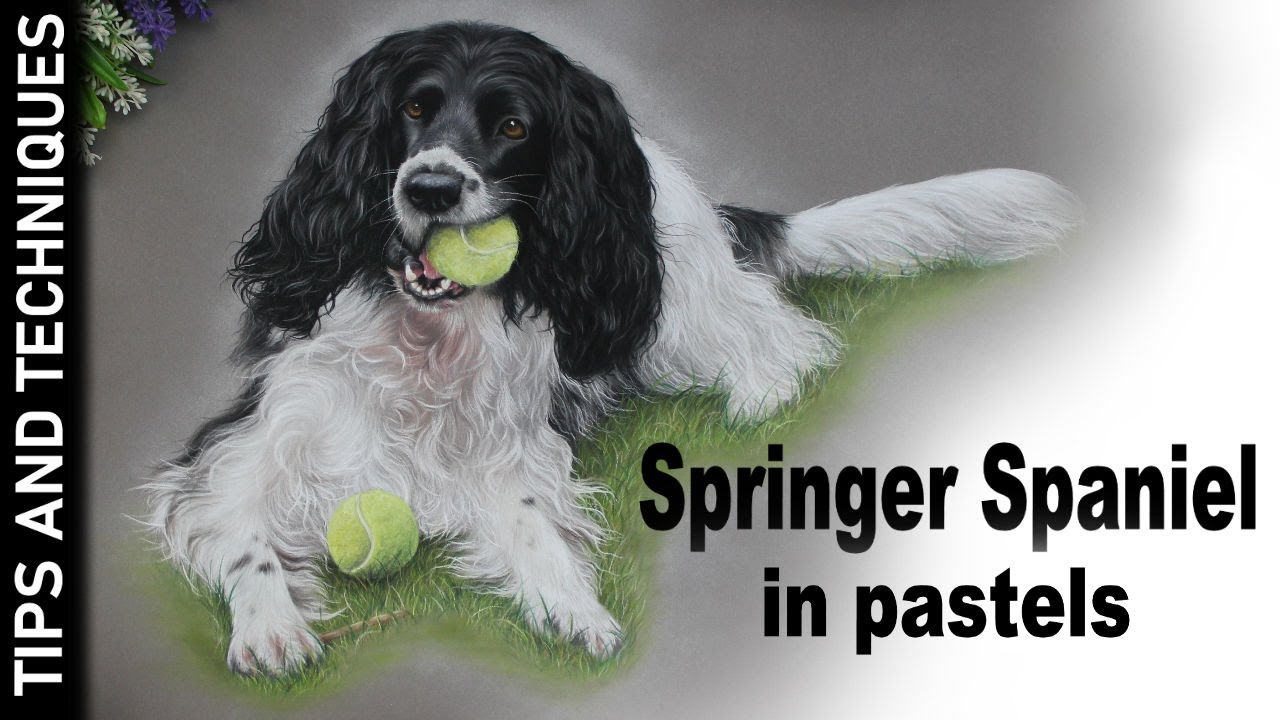 SPRINGER SPANIEL DRAWING IN PASTELS - TIMELAPSE - YouTube