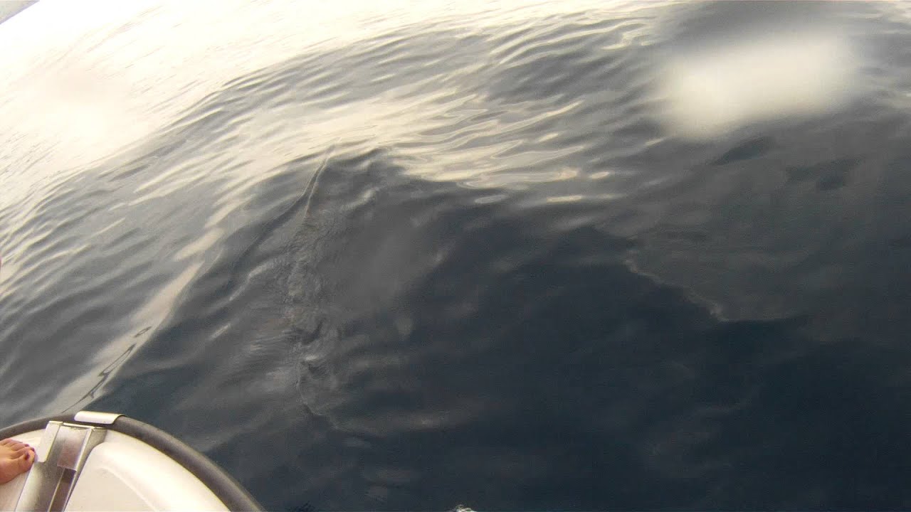 some epic footage of Dolphins using my GoPro - YouTube