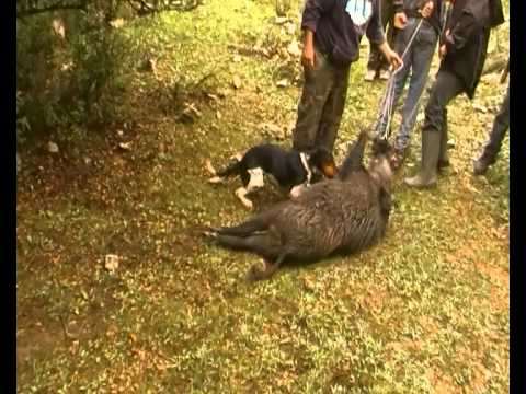 ΚΥΝΗΓΙ ΑΓΡΙΟΓΟΥΡΟΥΝΟ ΣΤΗΝ ΗΠΕΙΡΟ PART 22/23 - YouTube