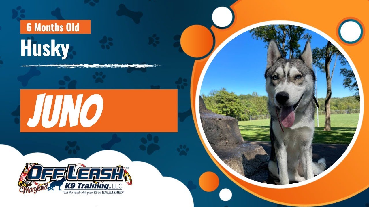 Husky Puppy~Juno~ Off Leash K9 Training Maryland~ 1 Week Board & Train ...