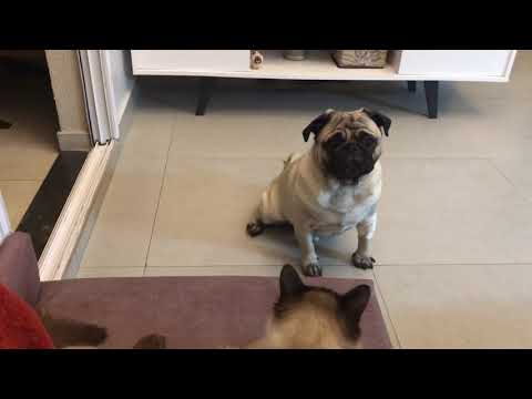 Pug vs Cat - YouTube