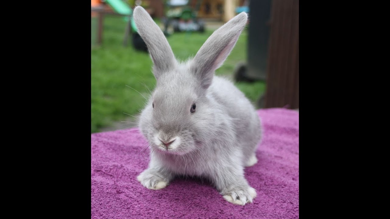 Lilac Silver Fox Rabbit