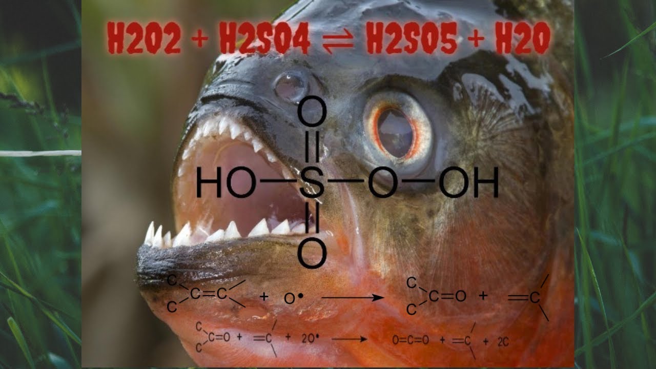 Disolución piraña vs tejido animal / Piranha solution vs animal tissue ...