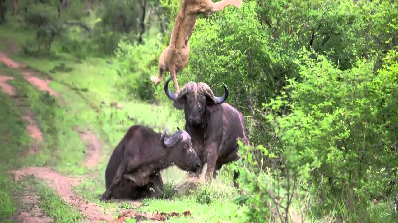 BUFFALO vs LION - YouTube