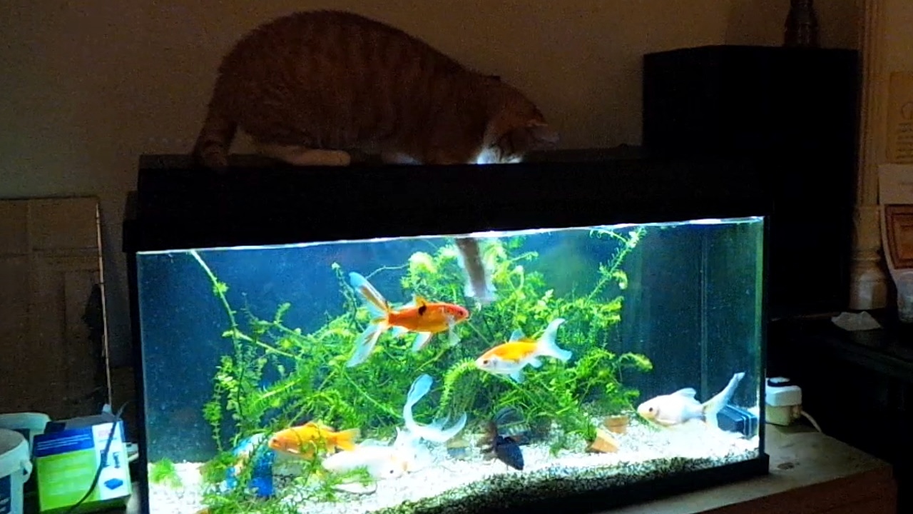 Close Call - Cat on the Hunt for Aquarium Fish! - YouTube