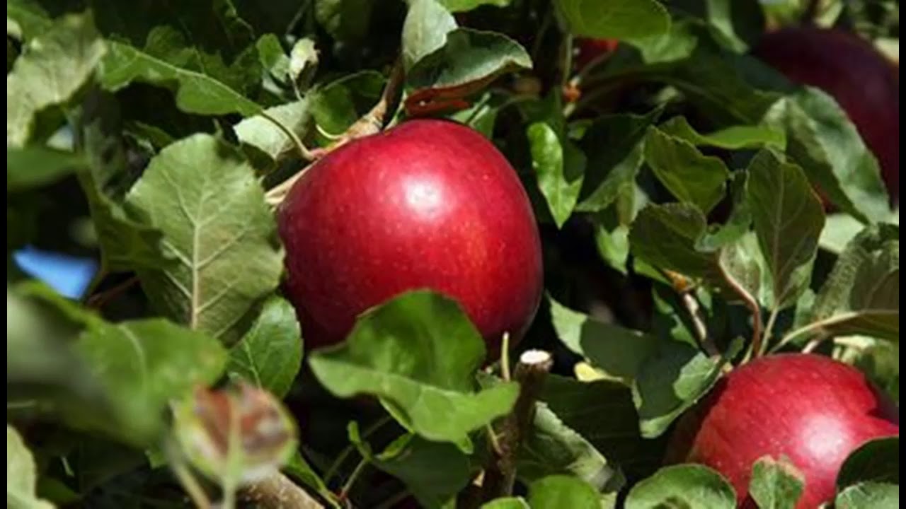 The effects of an apple on health. - YouTube