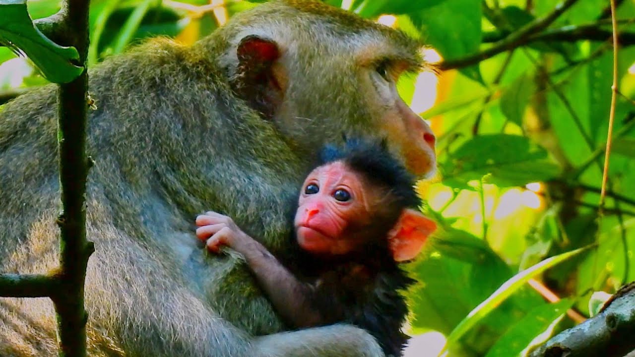 Cute baby monkey hug mom on the highest tree in the jungle - YouTube