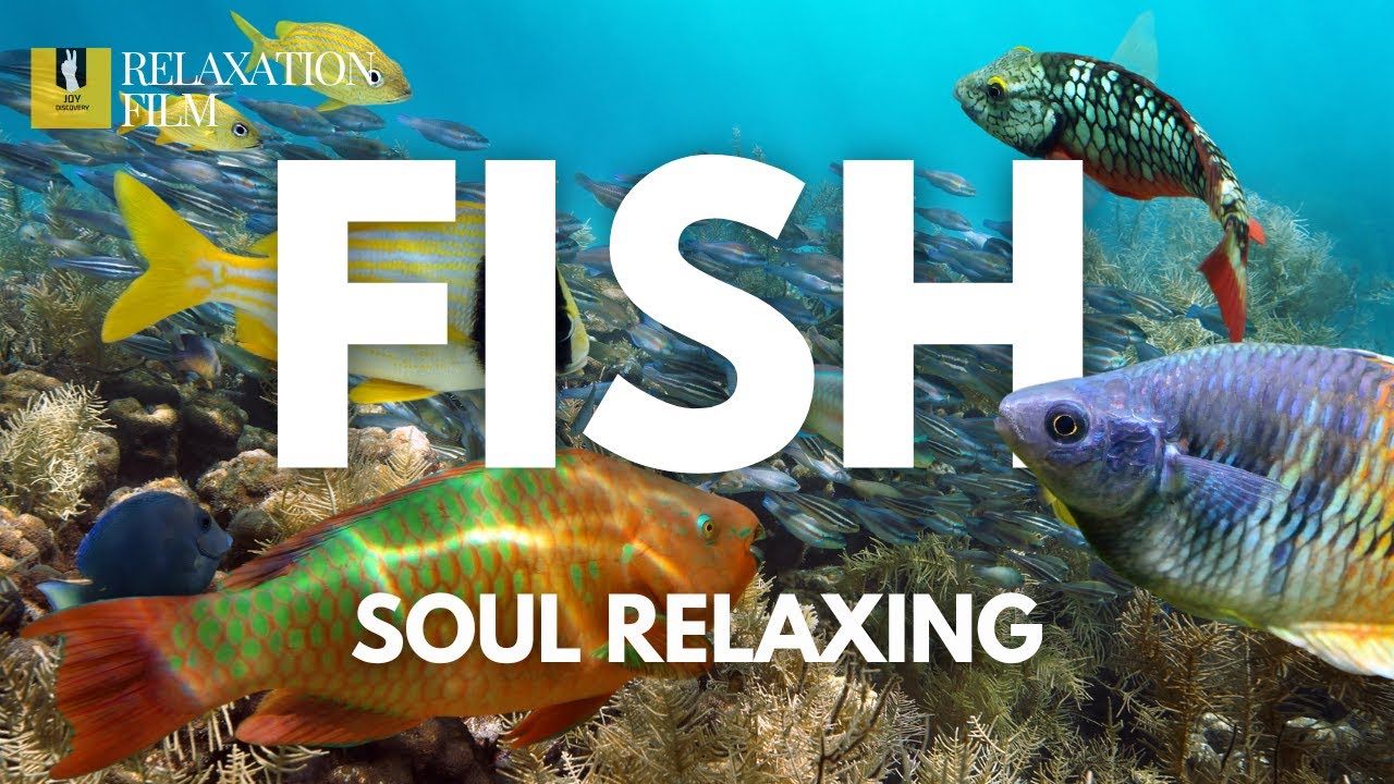 Serene Underwater World: Relaxing Music with Beautiful Fish - YouTube