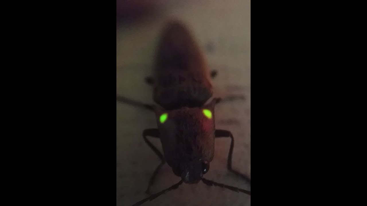 Cucubano/Cocuyo (Pyrophorus luminosus) Click Beetle - YouTube
