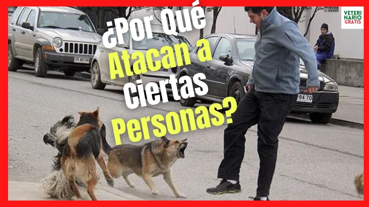 🆘 ¿POR QUÉ LOS PERROS ATACAN A CIERTAS PERSONAS? 🆘 - YouTube