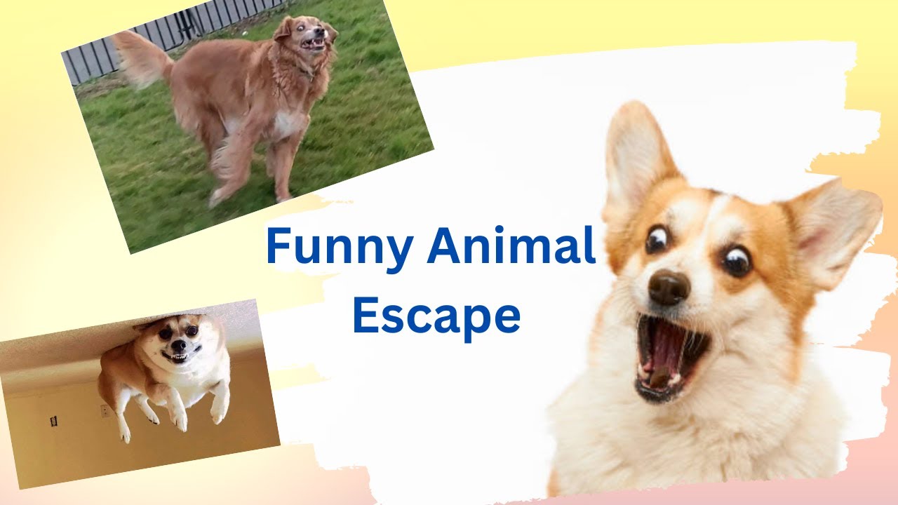 Funny Animals Escaping!!! - YouTube
