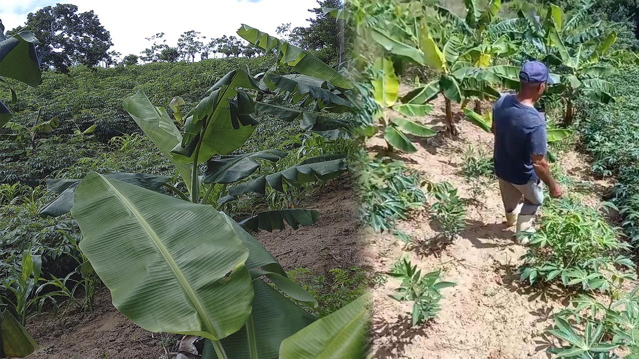 Que lindo va el conuco del campo en republica dominicana. - YouTube