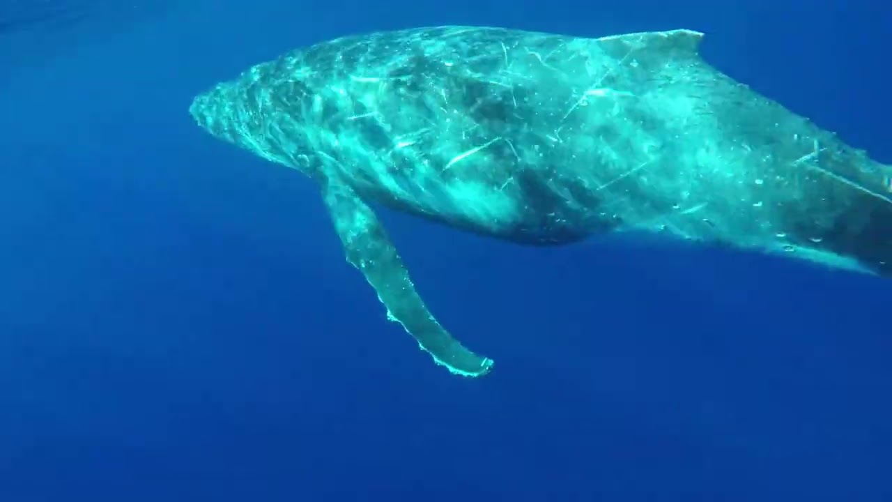 Niue Adventures - Humpback Whale and Coral Nursery - YouTube