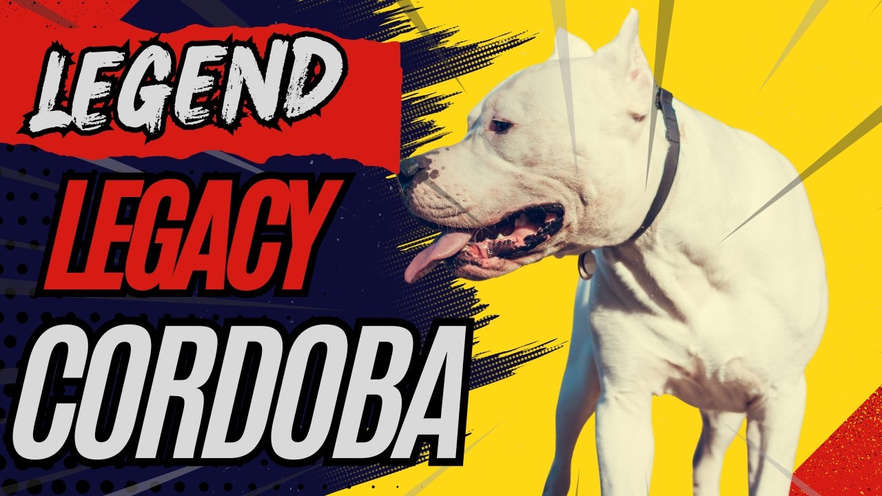 The Cordoba Fighting Dog: The Fiercest Canine You’ve Never Heard Of ...