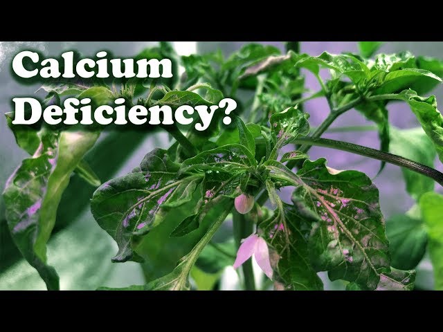 Calcium Deficiency In Pepper Plants