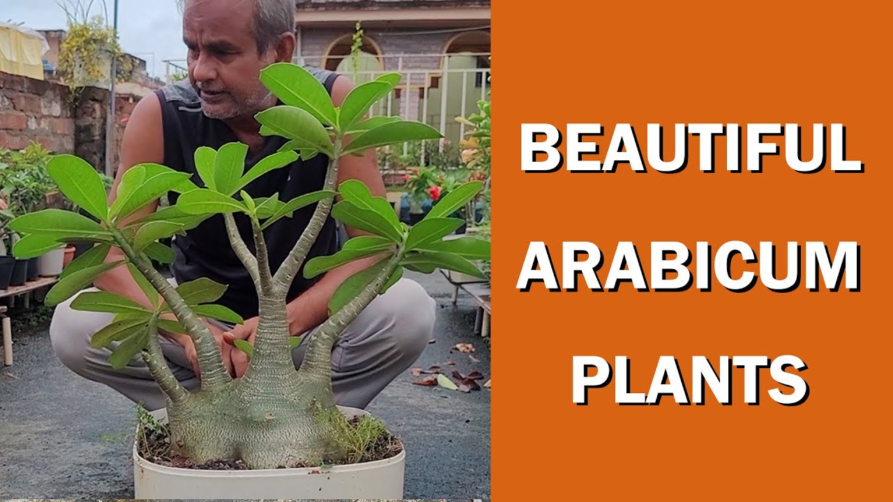 Unique Looking Giant Size Adenium Arabicum Plants 🌺Very Large Arabicum ...