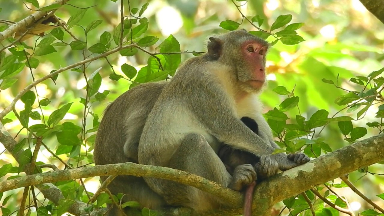 Monkey Jane looks very tired after Janna drink her milk everyday ...