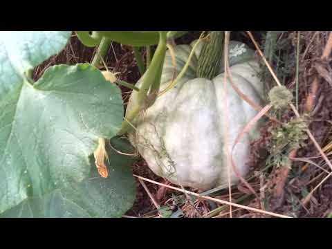 22 11 2022 MAŞAALLAH BAL KABAĞI.(SESSİZ)