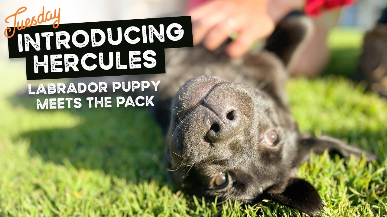 Introducing a puppy at the farm - Welcome Hercules the 12 week old ...