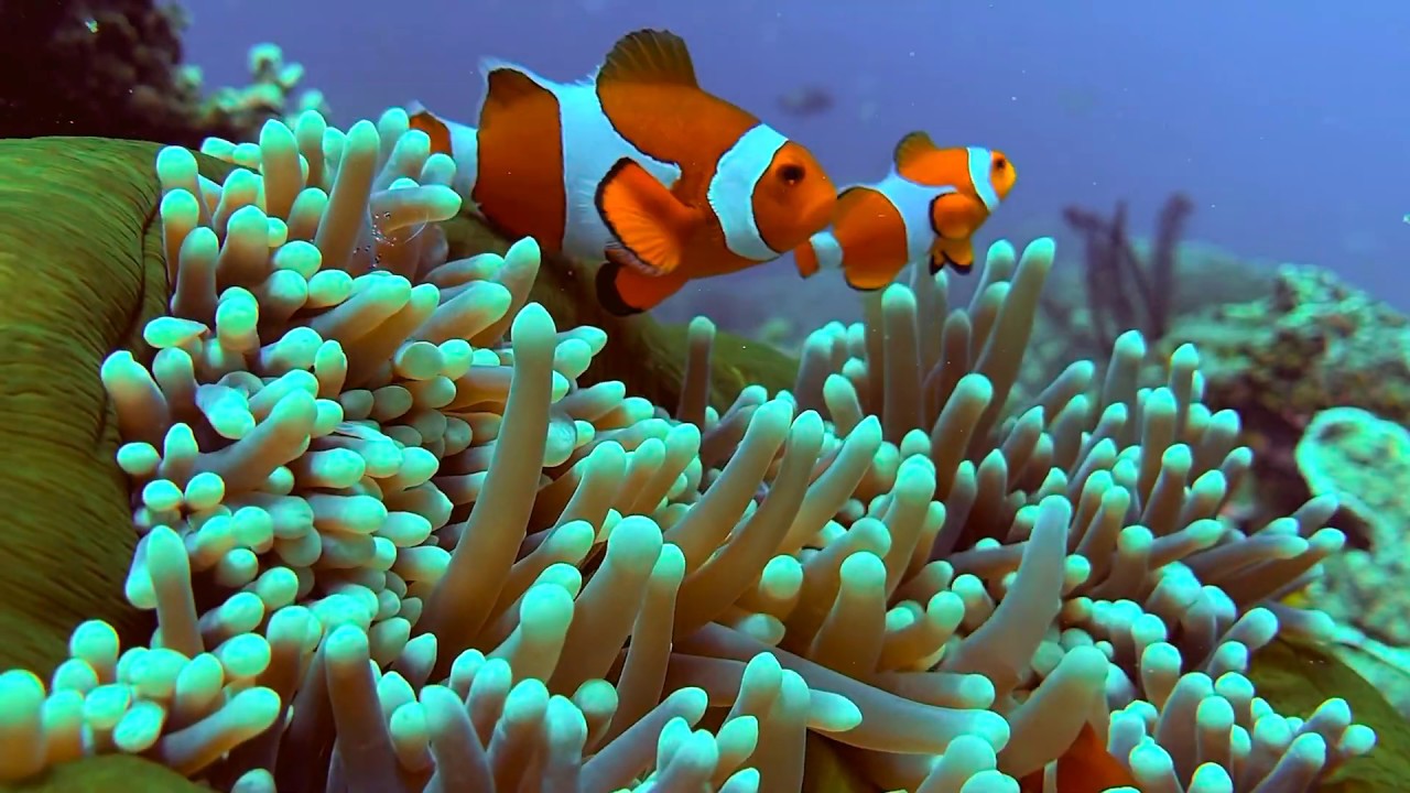 Little Clownfish in the Philippines - YouTube