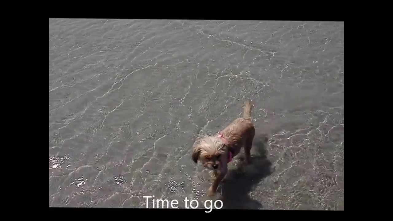 dog adventure full movie 2 - YouTube