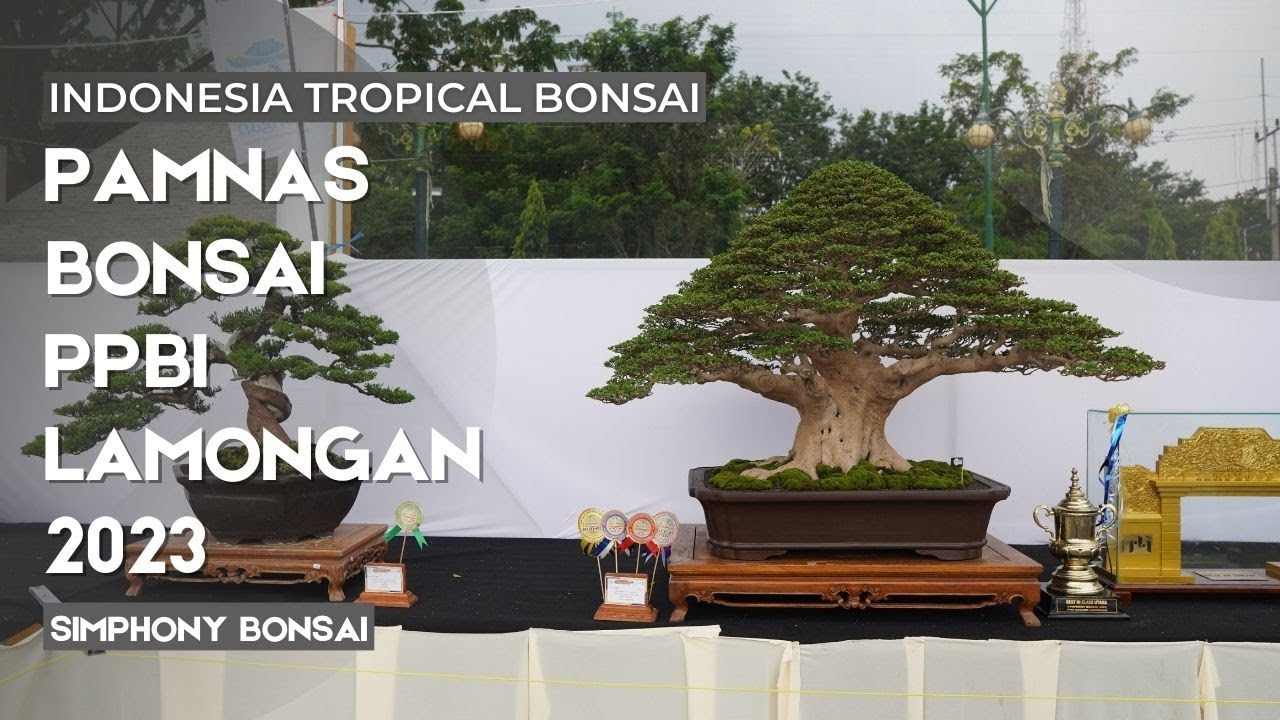 Pameran Bonsai Nasional PPBI Cabang Lamongan 2023 - YouTube