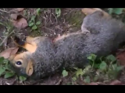 Biggest Squirrel Ever Killed