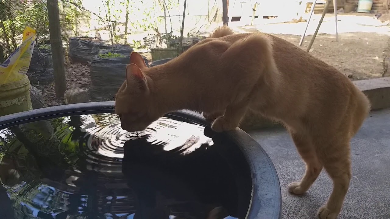 Kucing minum air - YouTube
