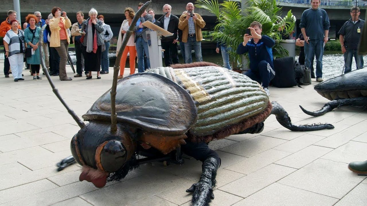 TOP 7 INSECTOS MÁS GRANDES DEL MUNDO 😱 - YouTube
