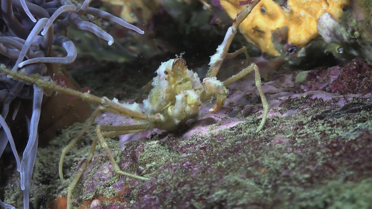 Sponge spider crab (Inachus) in a snakelocks anemone (Anemonia viridis ...