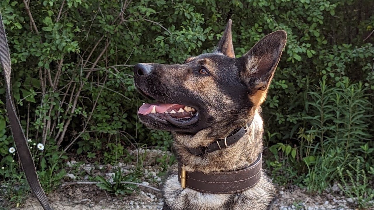 How dogs THINK - YouTube