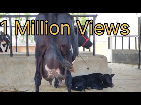 #Girlando -HF CrossBreed Cow  , 40+ Milk Capacity,  #ChopraDairyFarm 7009645902