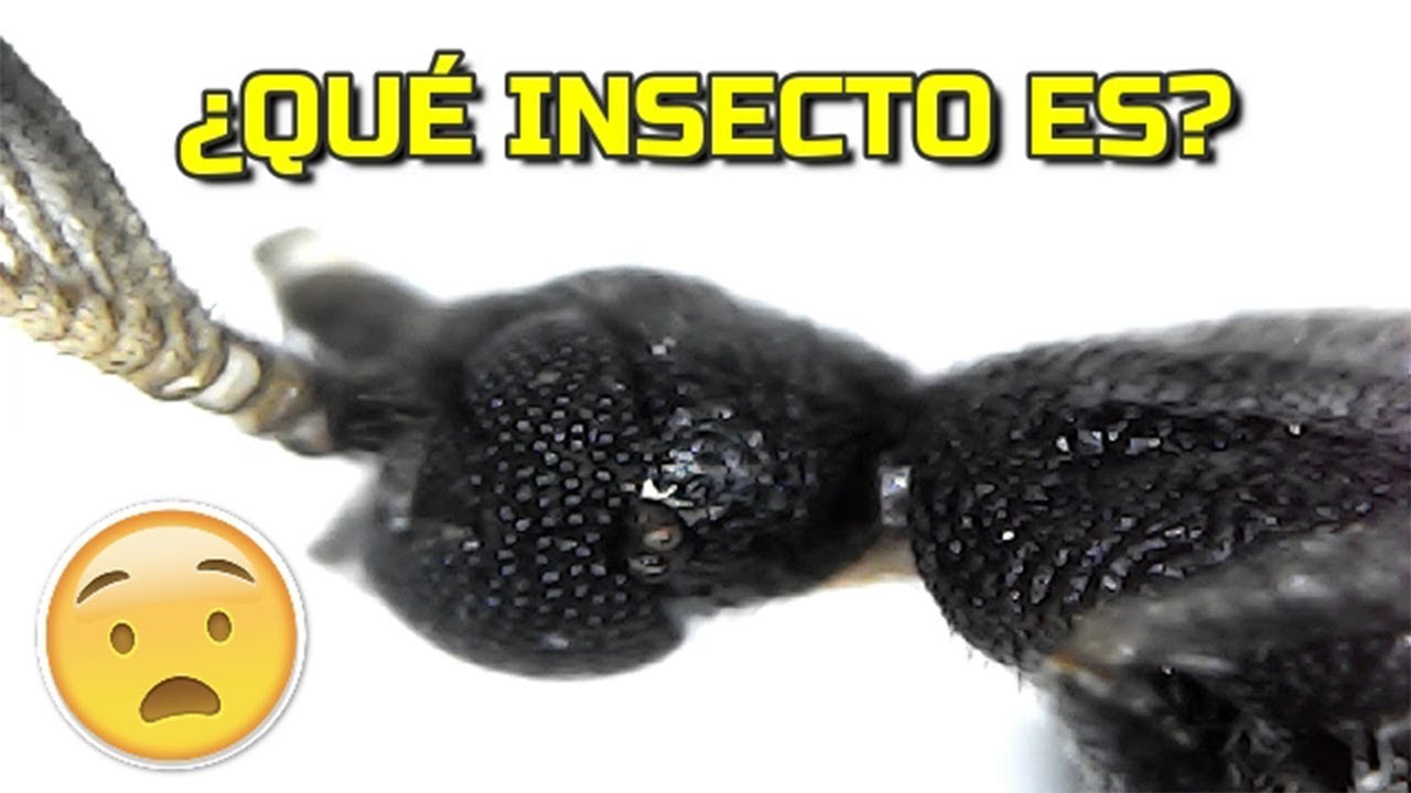 SABES QUE INSECTO ES ? Descúbrelo Con el Microscopio - YouTube