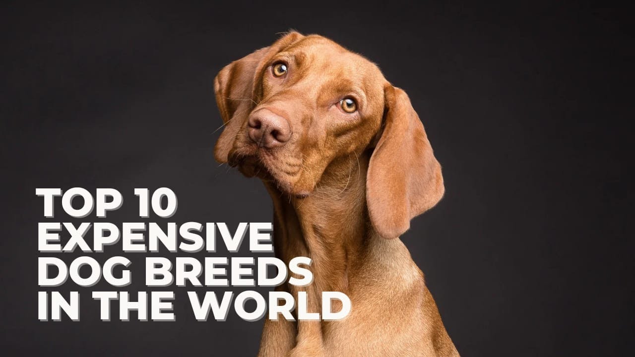 top 10 expensive dogs breeding in the world - YouTube