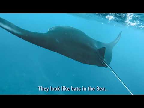 Ray fish - which are the types of Ray fishes in Sea.Beautiful fishes ...