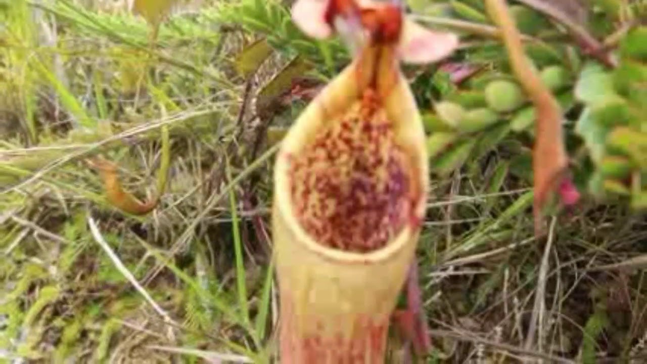 Bunga Kantong Semar - YouTube