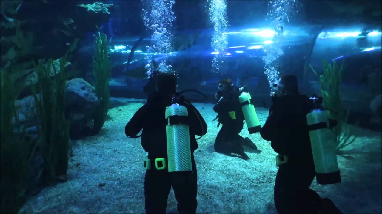 13 September Busan Shark Dive 1st Group (HD) - YouTube