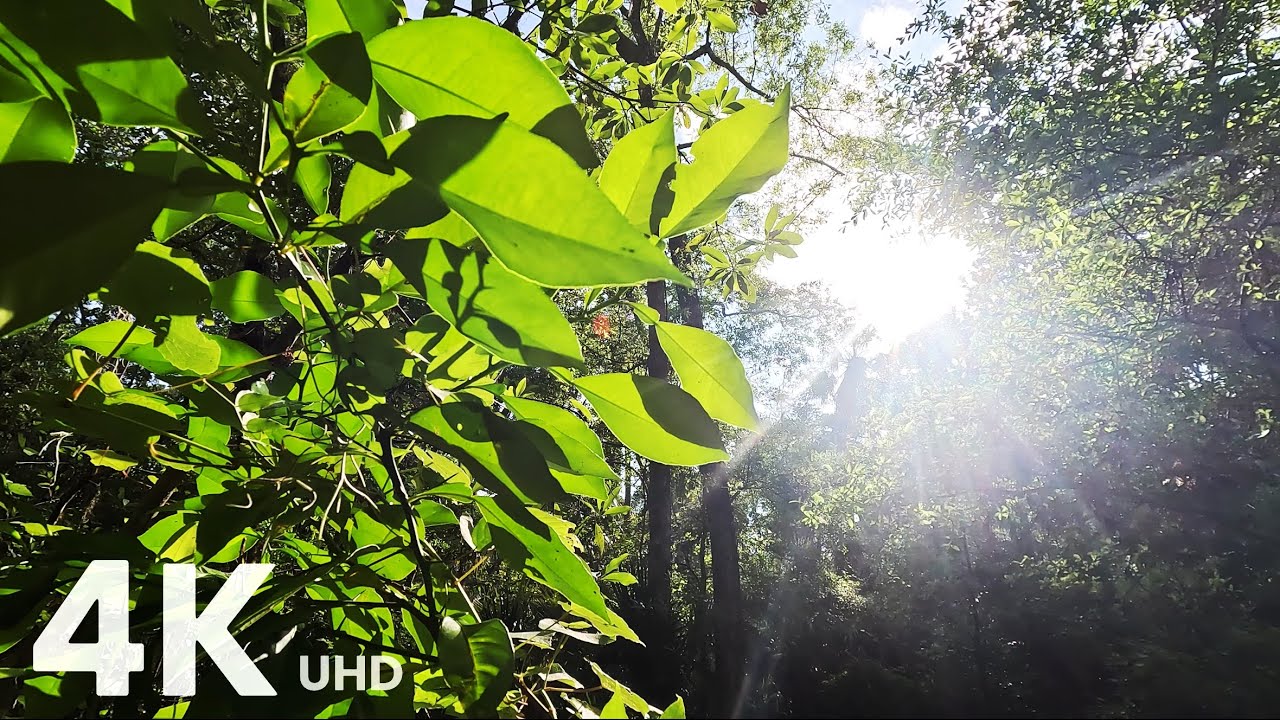 3 HOURS of Nature Scenery - ASMR Ambience - Nature Walk, Birds Singing ...