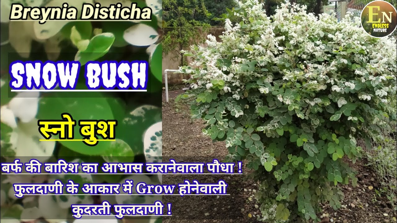 Snow Bush| Breynia Disticha| How To Grow Snow Bush| Snow Of The ...